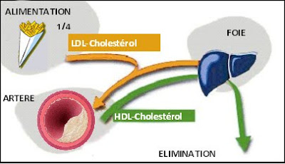 Comment faire baisser son cholesterol naturellement