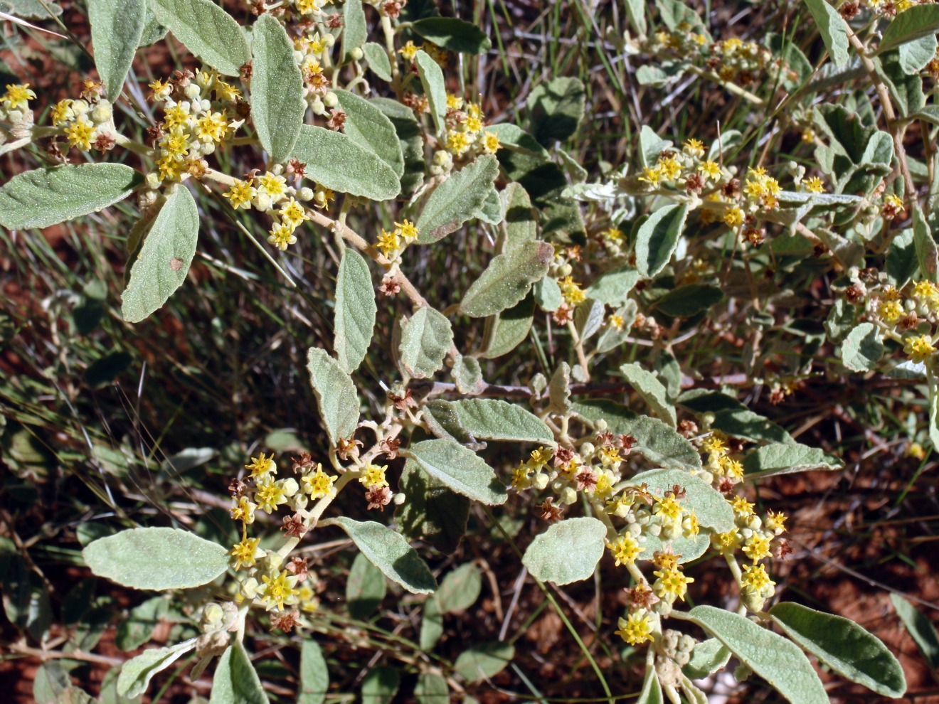 One Little Robyn: leaving the Red Centre...flowers and plants of the ...