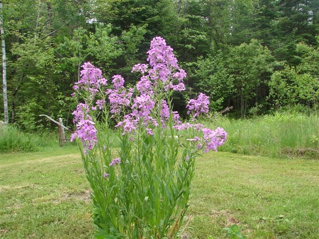 Wild Plants and Wooly Bears: Dame's Rocket