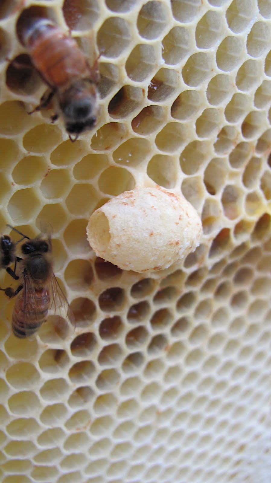 My Bees' Secret Lives: Supersedure