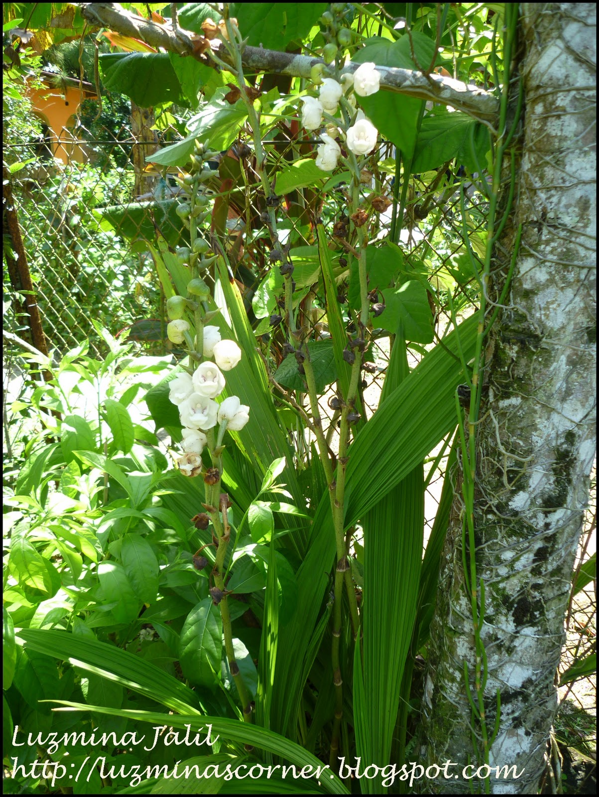 La Flor del Espíritu Santo