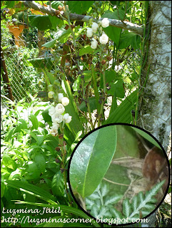 La Flor del Espíritu Santo