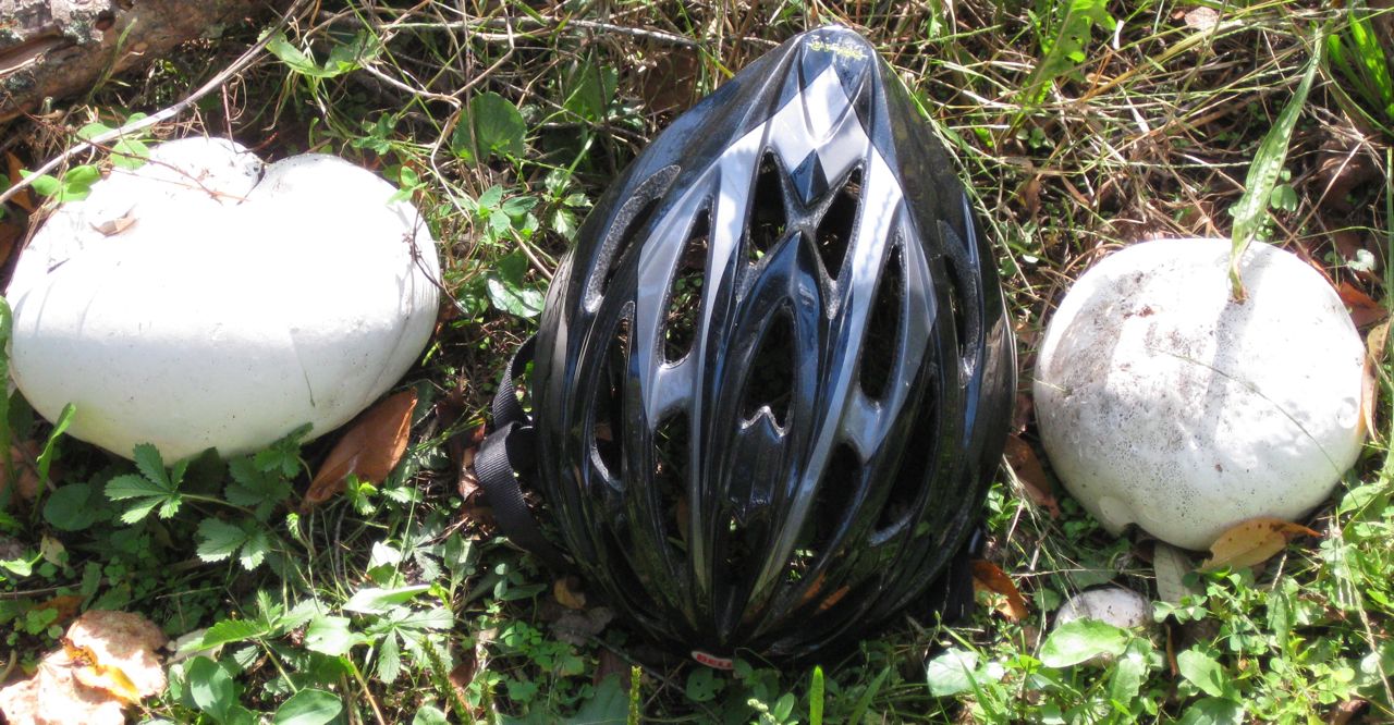Kalamazoo Seasons: Giant puffball