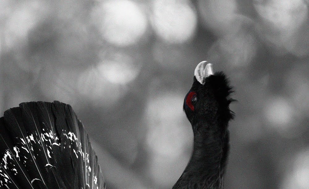 Natur & Foto: Full fart i tiurskogen