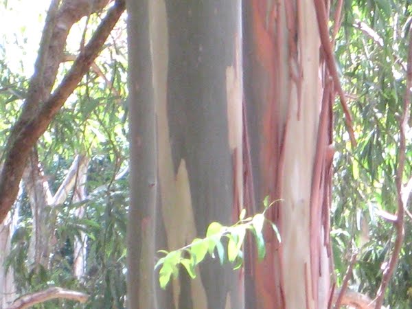 Rick and Gail Australia 2010: THE EUCALYPTUS TREE