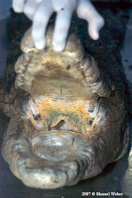 Manuel Weber: Necropsy of a toothless crocodile / Necropsia de ...
