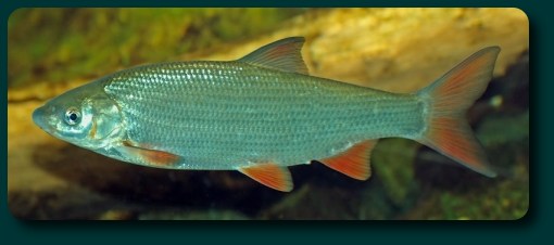 Pescar hoinar: Pescuit Amator la Scobar