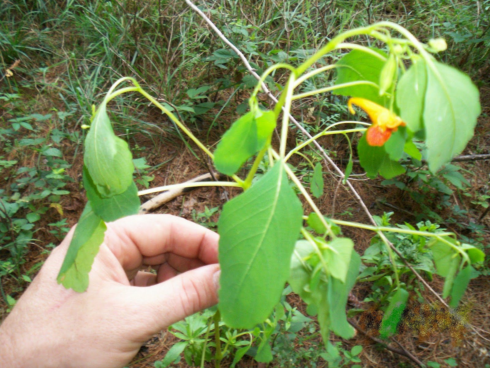 One-Eyed Hillbilly Outdoors: Diggin’ Roots and Remembering Old Lessons