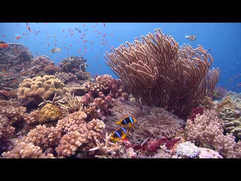 Marine Natural Products: Marine sponges; a potent source of bioactive ...