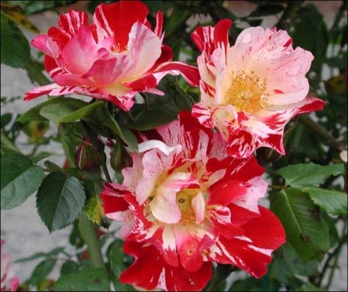 Flower Photos: Bicolor Roses