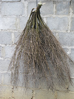 expresiones y otras cosas del diario vivir de los dominicanos: TIRIGÜILLO