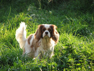 Noriu šuniuko!: Kavalieriaus Karaliaus Karolio spanieliai