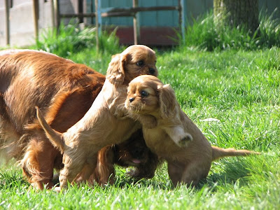 Noriu šuniuko!: Kavalieriaus Karaliaus Karolio spanieliai