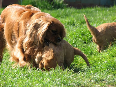 Noriu šuniuko!: Kavalieriaus Karaliaus Karolio spanieliai