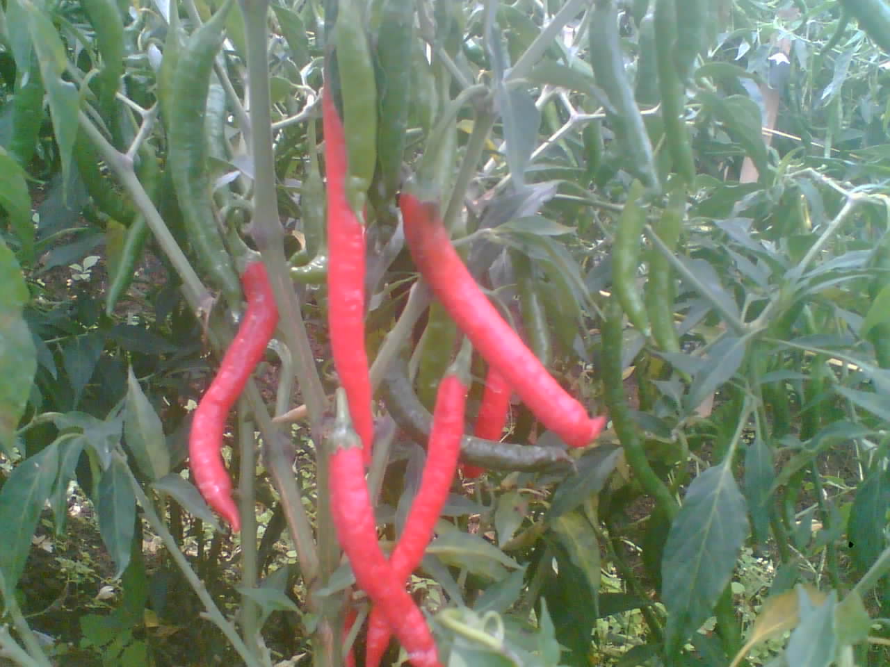 KAMPUNG KRINYU: TANAMAN CABE / CABAI