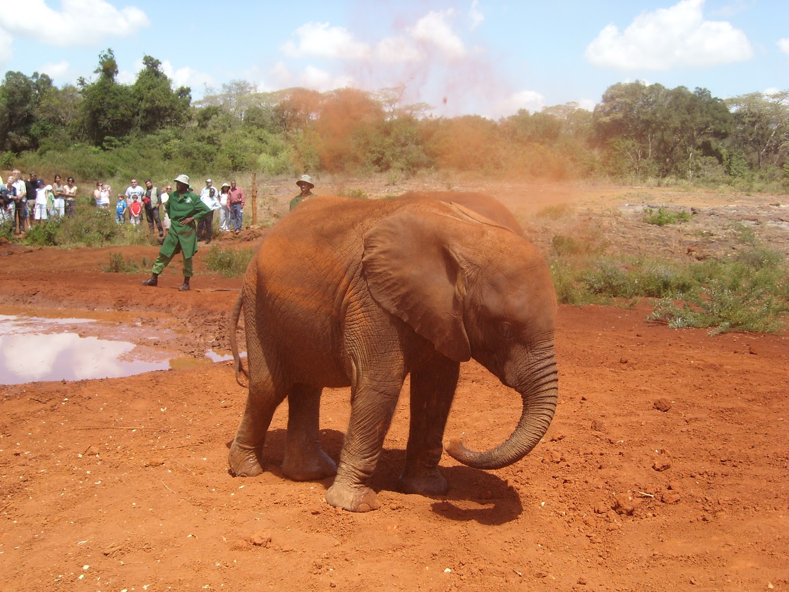 Greers in Kenya: David Sheldrick Wildlife Trusts Elephant Orphanage ...
