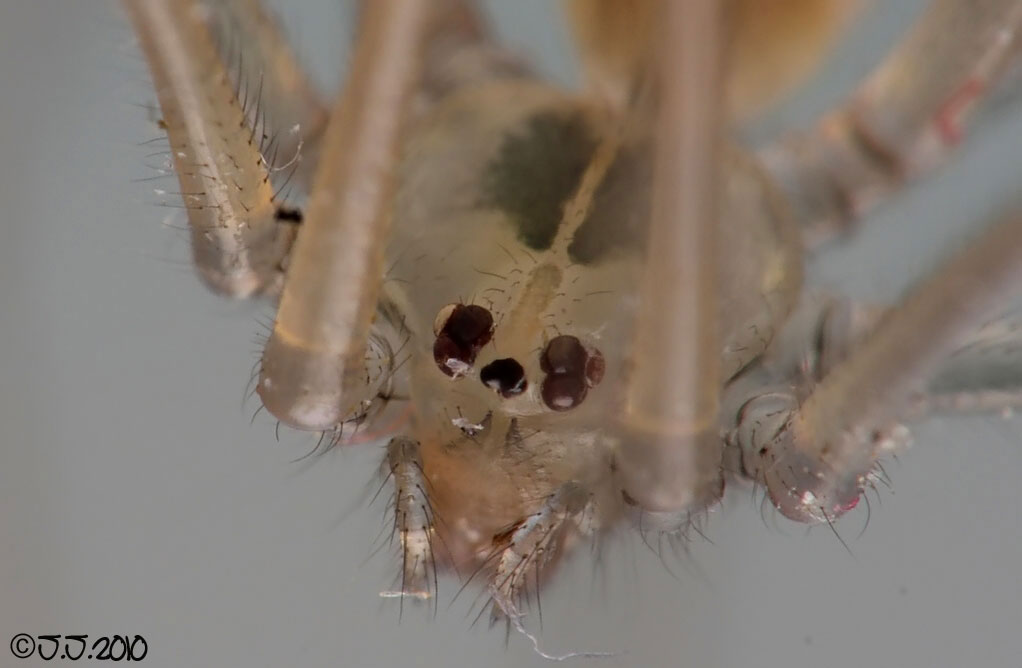 JJ's Photographic nature blog: December 2010