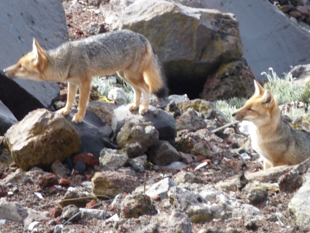 4 Volcanoes - 5 Nurses: Cotopaxi - 1st Chapter