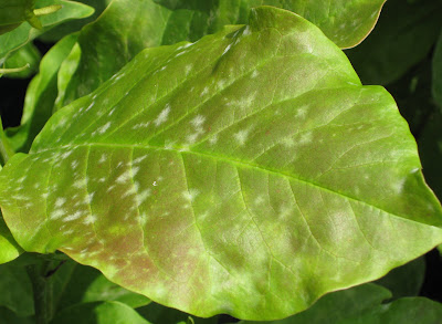 Offshoots: Plant Pest: Powdery Mildew