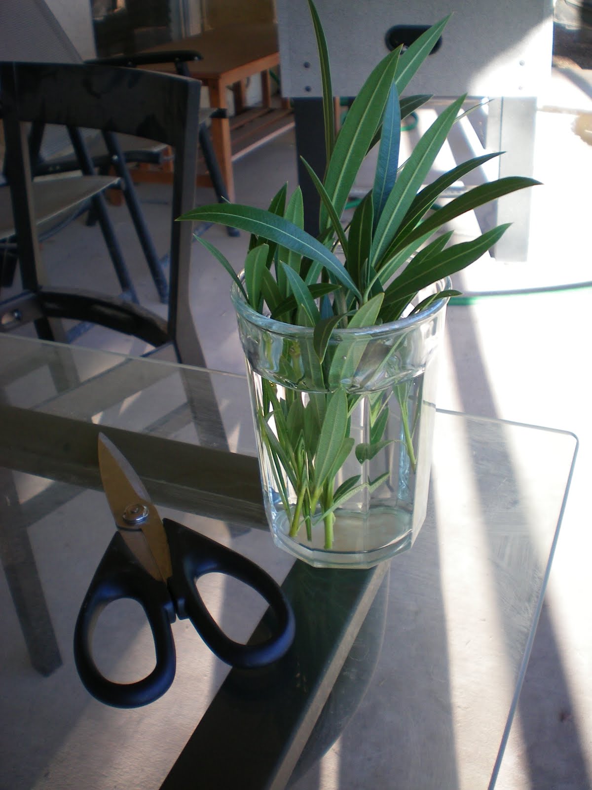 Hesselblogger: How to Grow a New Oleander Plant