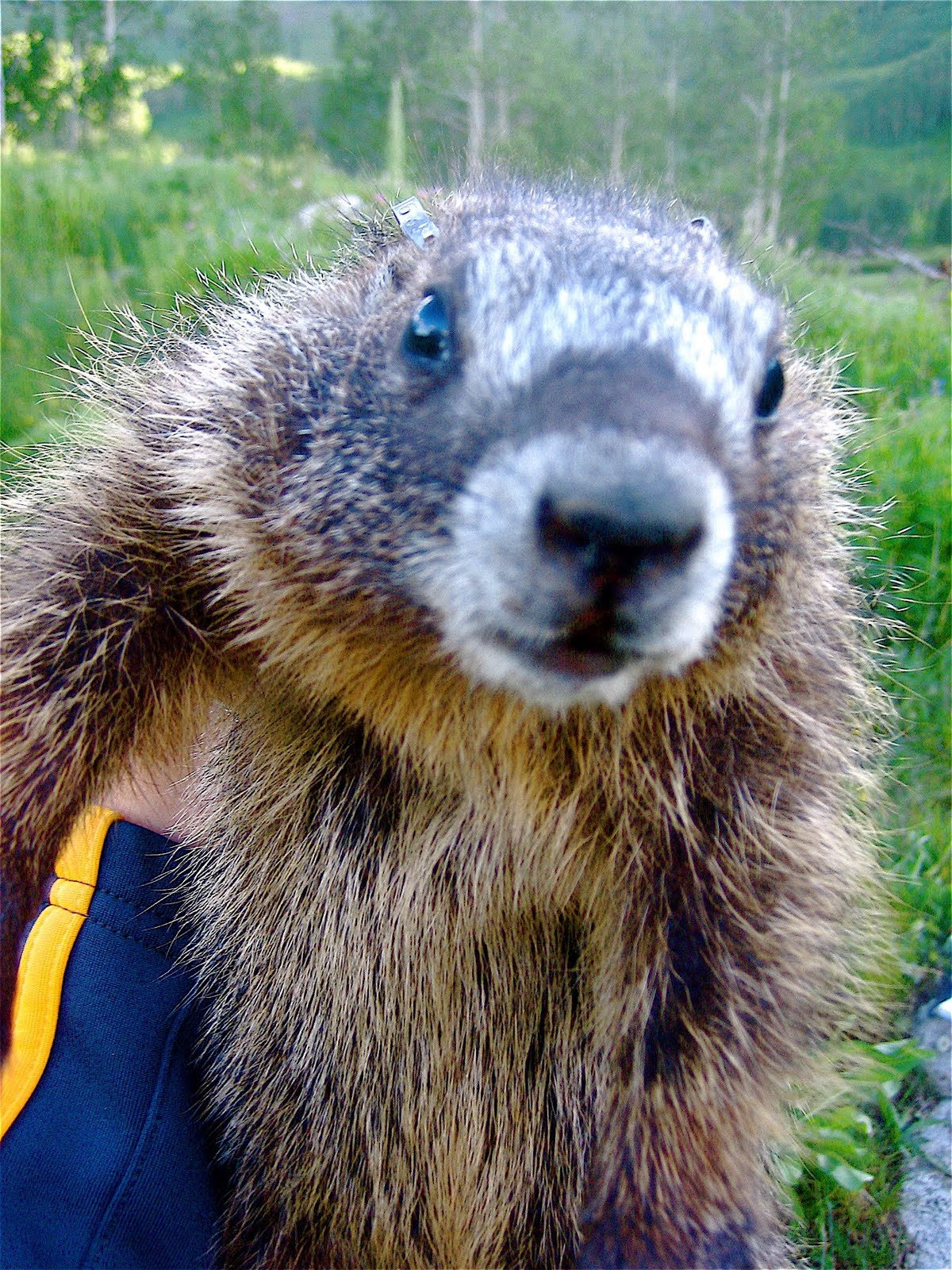 Marmot minutes: Meet Team Marmot: Yvonne Chi
