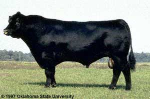 Belajar Ngeblog: jenis - jenis sapi