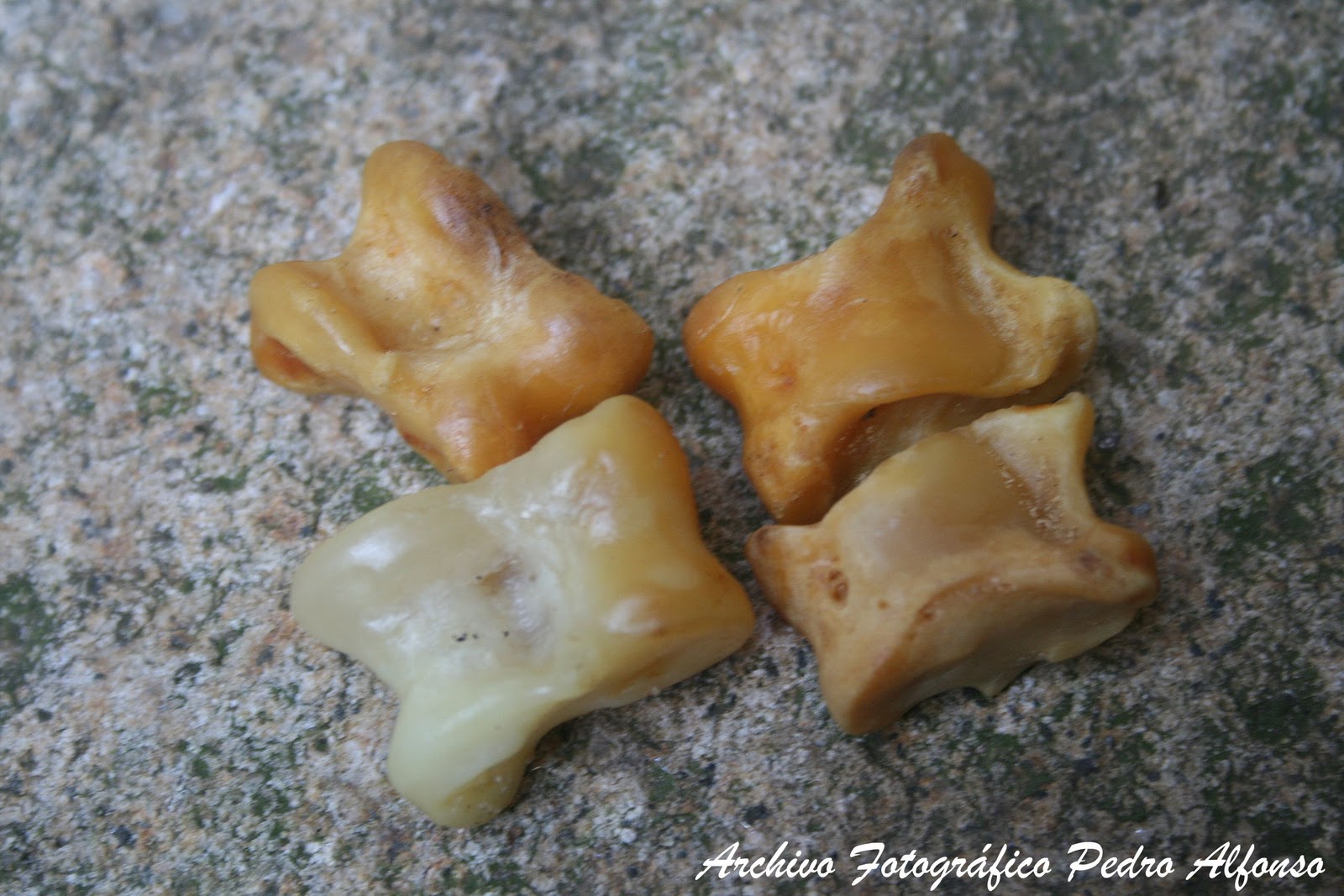 Zorro Corredero de Cadalso de los Vidrios: La Taba en Cadalso de los ...