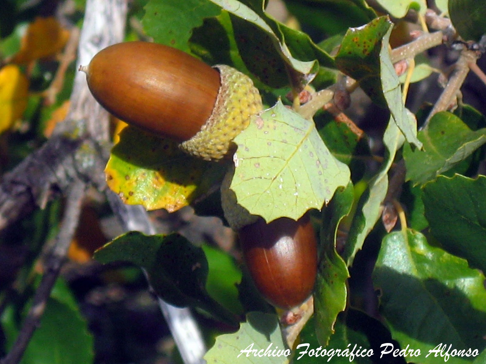 Zorro Corredero de Cadalso de los Vidrios: Salvemos nuestros frutos de ...