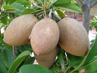 Nutrition Fruits: Sapote fruit nutritions