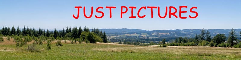 Just Pictures: Natural Abstracts #7 (Begonia)