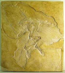 Bio Cult: Archaeopteryx