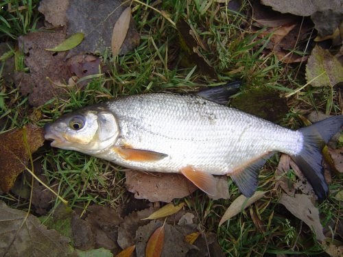 Plovkarenje ribolov: Sljivar