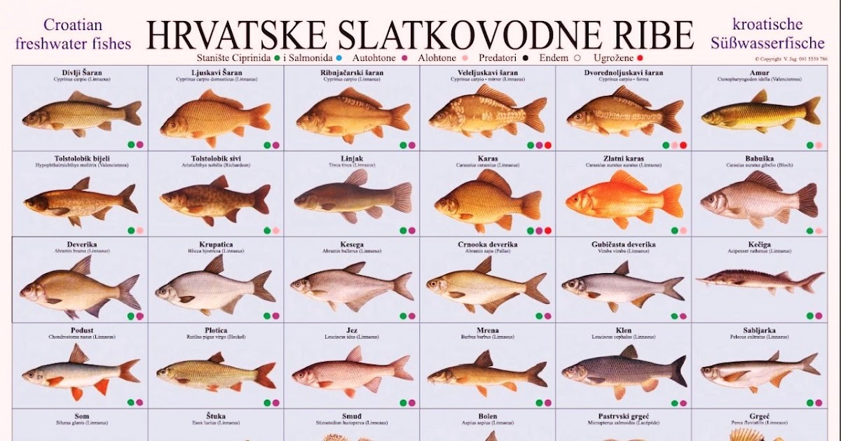 FIK/RUK: Slatkovodne ribe