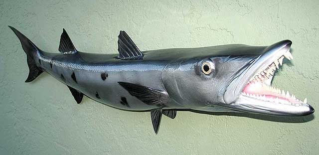 Plovkarenje ribolov: Velika Barakuda (Sphyarena Barracuda) - Morske ...