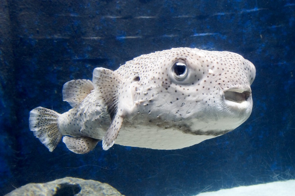 Plovkarenje ribolov: Nevjerovatne Slike Čudnih Riba iz Svijeta - MORATE ...