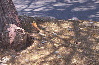 El Chilalo de Piura.Buenas Noticias de Piura, Peru!!!!!!