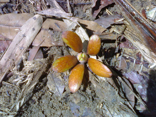 Walk and Trek Jungle Nature: Kapur tree (Dryobalanops aromatica) seed