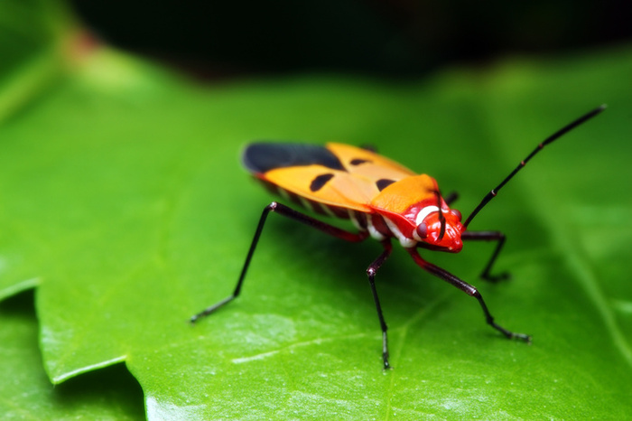 Very Joe & Bullish: We're all Buddhists...even the bugs
