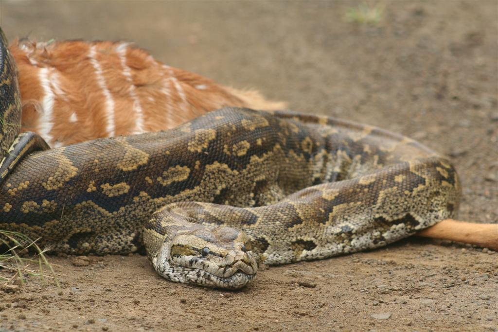 Egyptian Stories: Mpumalanga Kruger National Park