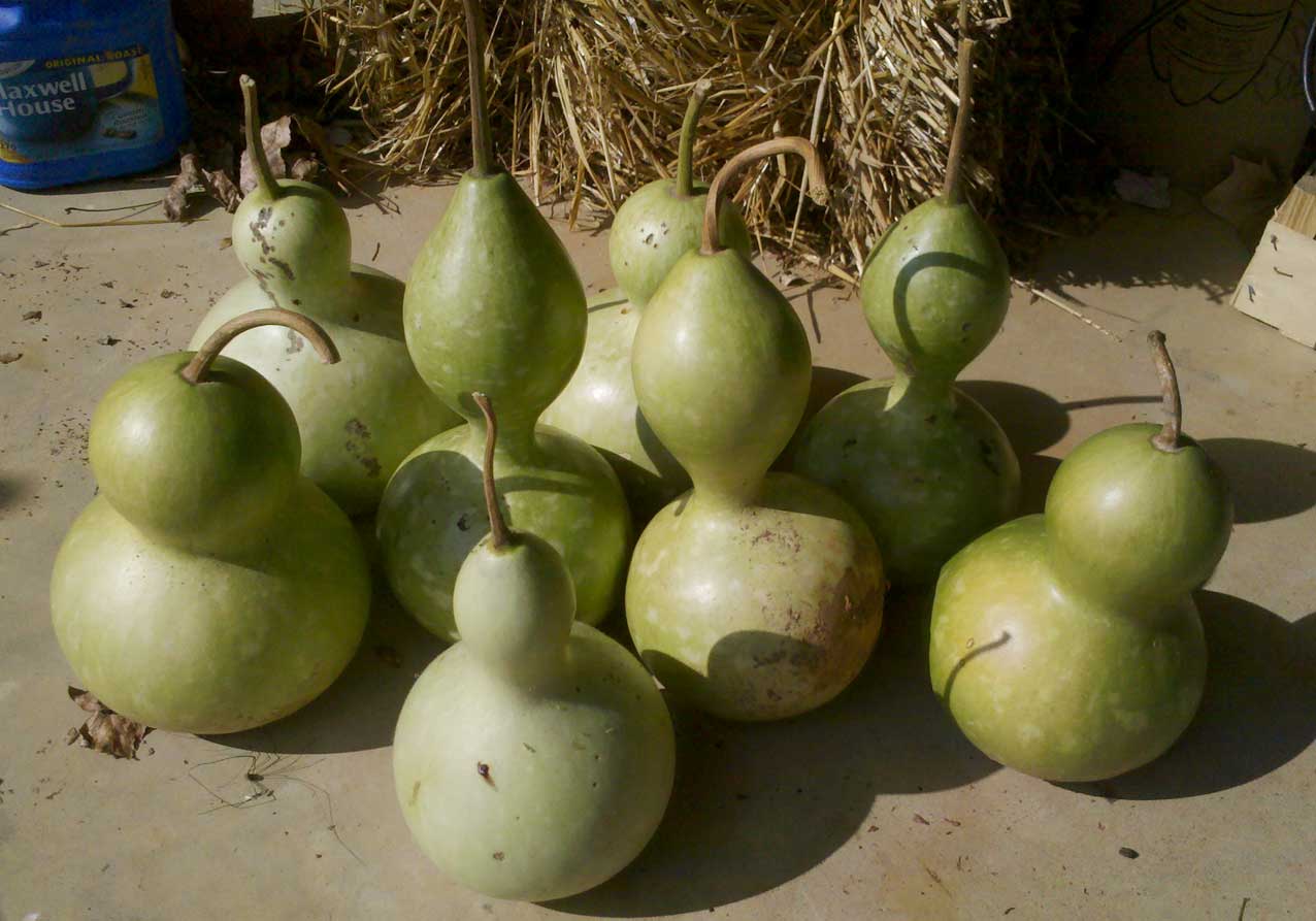 Everyday Finesse: Gourds