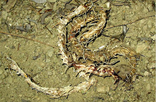 Eternal Youth of Nature: May 2010