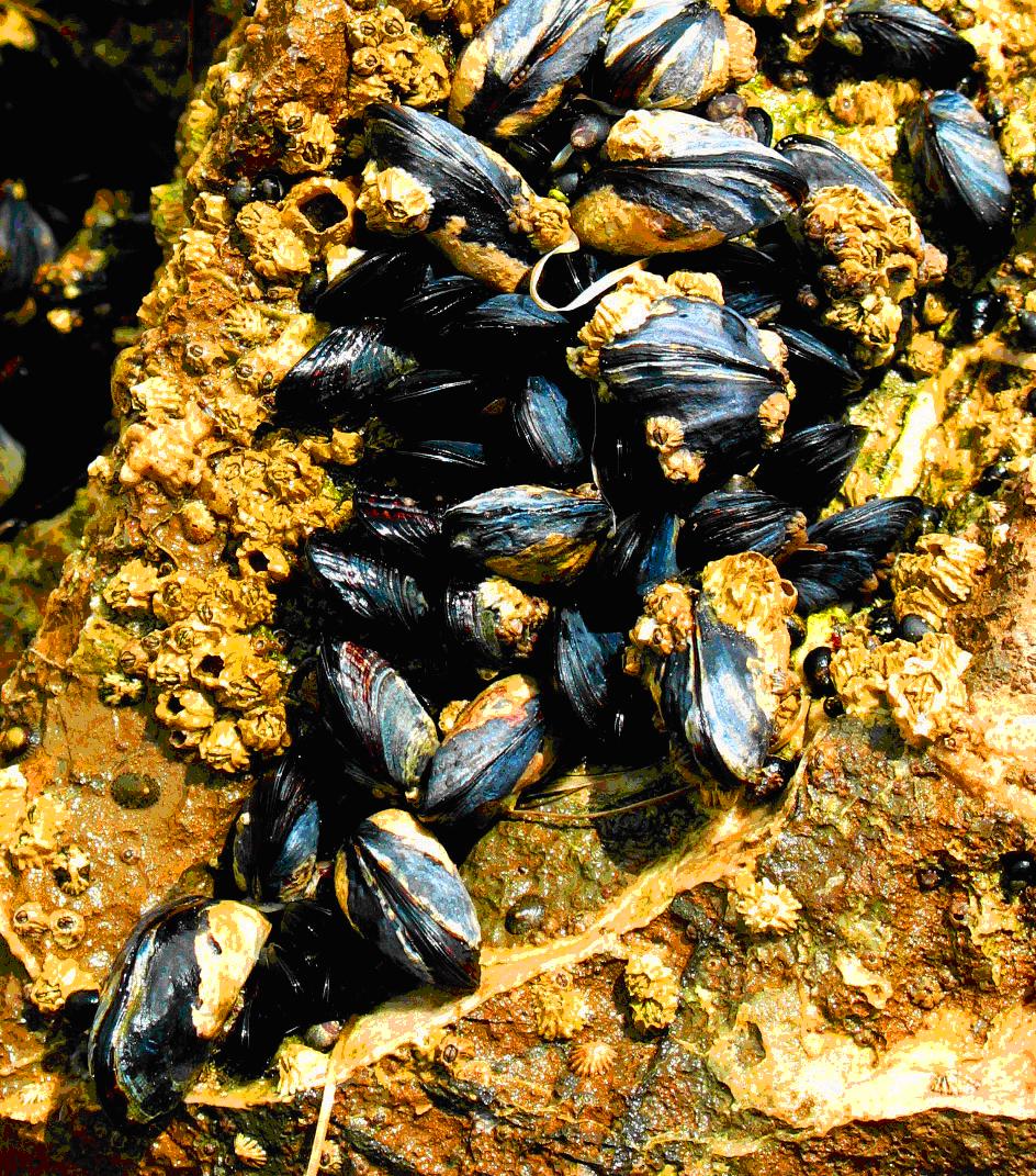 Eternal Youth of Nature: California Mussels