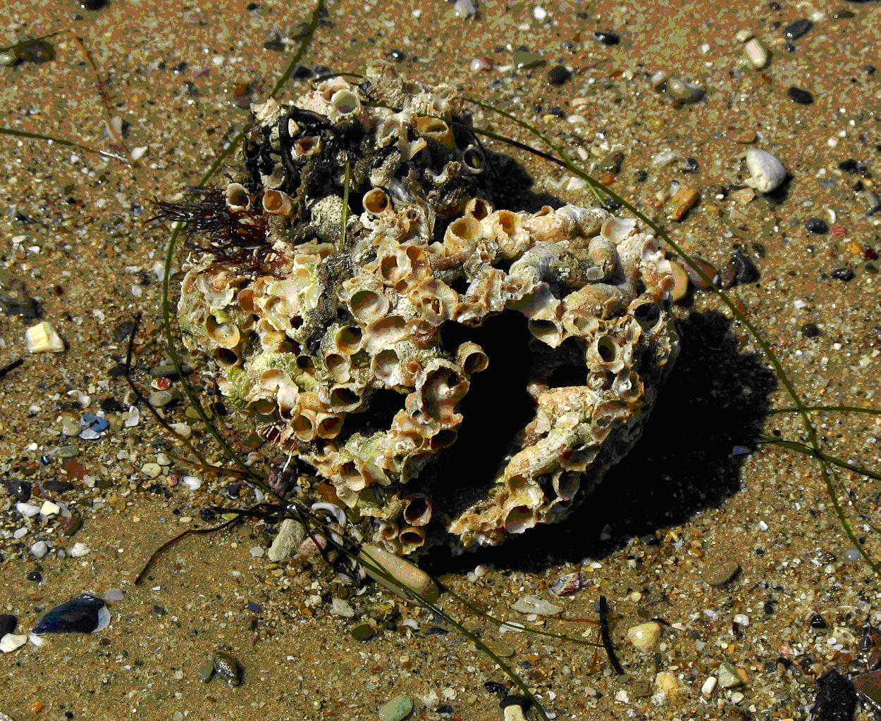 Eternal Youth of Nature: September 2010