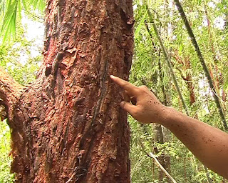 alkisah satu cerita.................: >> HUTAN SIMPAN PAPULUT