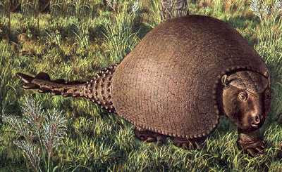 LA OTRA AMÉRICA: Descubren en Bolivia caparazón de armadillo gigante de ...