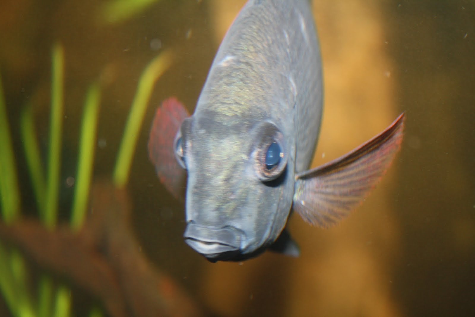 Fisktastiskt: juni 2010