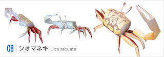 Fiddler Crab Papercraft | Papercraft Paradise | PaperCrafts | Paper ...