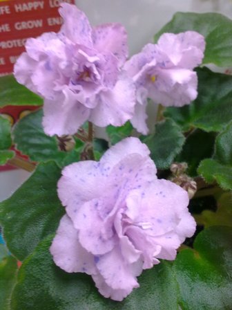 ahkee72: African Violet Collection - Updates Nov09