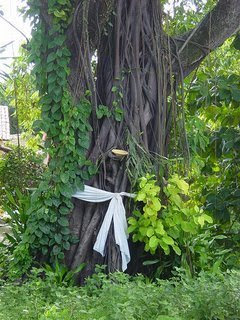 Ìlé Asè Alaketu Ode Ìgbó: Iroko