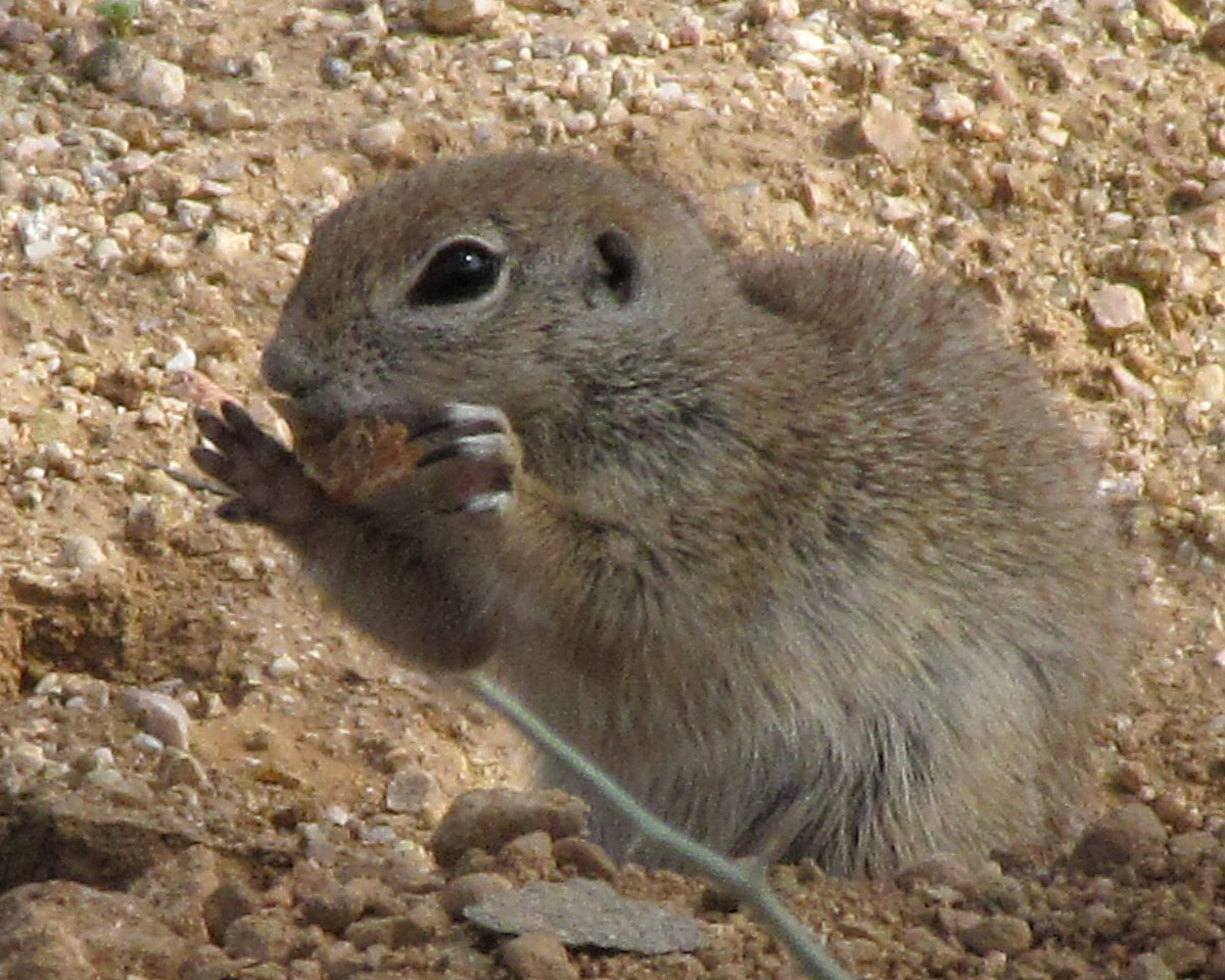 Ground Squirrels | Desert Colors